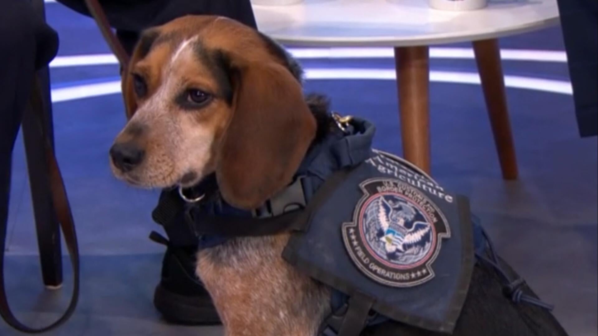Freddie, the CBP beagle kicked at Dulles Airport, is returning to work ...