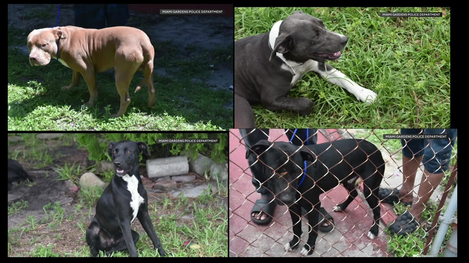 71-year-old woman killed in suspected dog attack in Miami Gardens ...