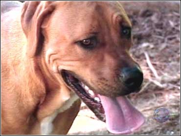 Man fights dog, punch thrown (by man) - CBS News