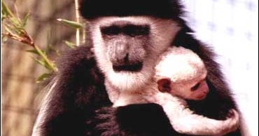 African Monkey Declared Extinct - CBS News