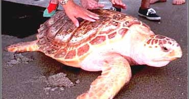 Loggerhead Turtles Threatened - CBS News
