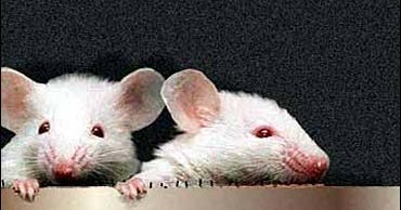 Mice Forced Into Hibernation - CBS News