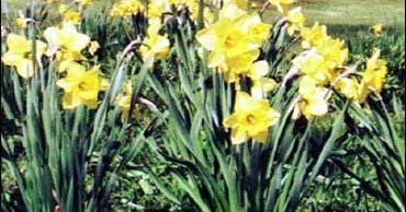 Daffodils - CBS News