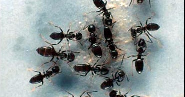Ants Go Marching By The Billions - CBS News