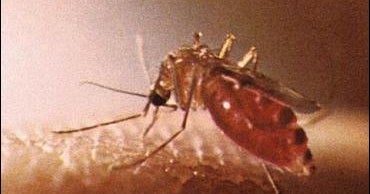 Malaria-Resistant Mosquito Developed - CBS News