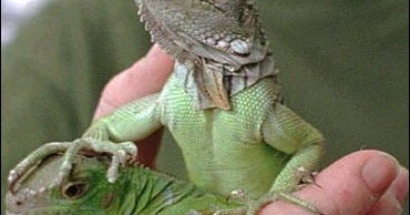 Raising Reptiles Responsibly - CBS News