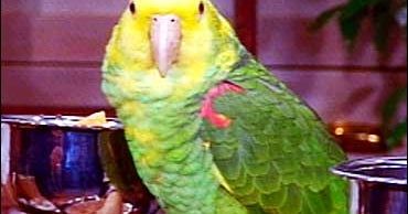 Birds: Pets For Life - CBS News