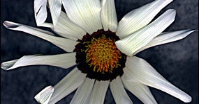 Katinka Matson Image Gallery