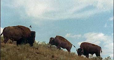 A Home Where The Buffalo Roam - CBS News