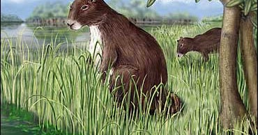 'Rat-zilla,' The 1,500-Lb. Rodent! - CBS News