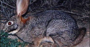 Rabbit, Snail Race To Extinction - CBS News