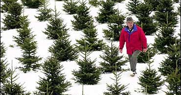 The Science Of Christmas Trees - CBS News