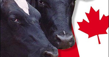 Feds Retrace Life Of Mad Cow - CBS News