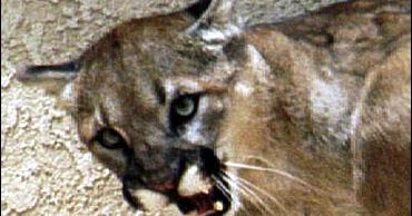 Lions At The Golden Gate - CBS News