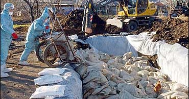 Asia Bird Flu Turns Deadly - CBS News