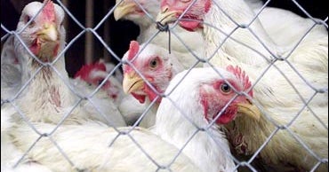 Chicken Farmers Protest Anti-Terror Rules - CBS News