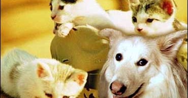 Spring health checklist for Fido and Fluffy - CBS News