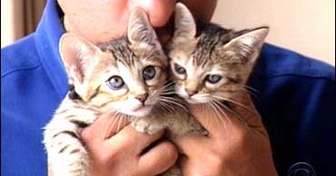 This Company Will Clone Your Cat - CBS News