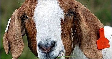 New Drug Uses Milk From Gene Spliced Goats - CBS News