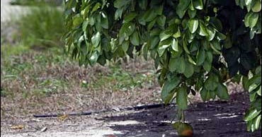 Hurricanes Ravage Florida Citrus - CBS News