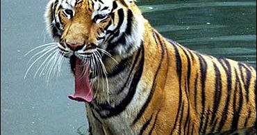 Bird Flu Strikes Thai Zoo Tigers - CBS News