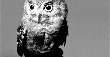 Owl On The Prowl Flies 150 Miles - CBS News