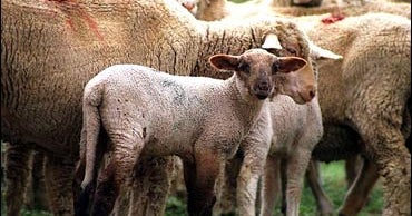 California's Shepherds: Hard Life - CBS News