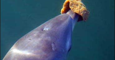 Dolphins Use Tools To Find Food - CBS News
