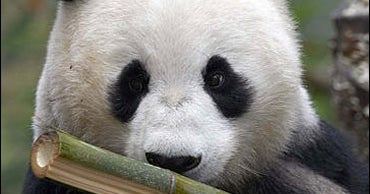 Baby Boom For US Giant Pandas - CBS News