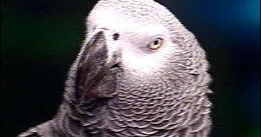 Parrot mimicking murder victim's last words, family says - CBS News