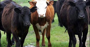 Anthrax Outbreak Killing Cattle - CBS News