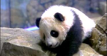 Panda Mother Rolls Over, Crushes Cub - CBS News