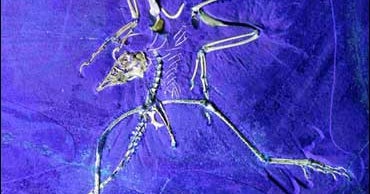 Study Gives Prehistoric Birds "F" in Flying - CBS News