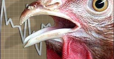 Mouth-To-Mouth Saves Drowning Chicken - CBS News