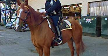 The Horse Force - CBS News