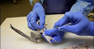 New Test Speeds Bird Flu Detection - CBS News