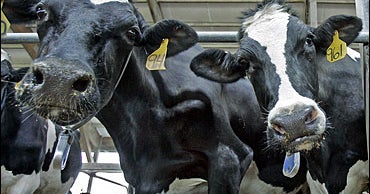 Animal Magnetism: Do Cows Have A Compass? - CBS News