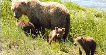 Quack Aftershocks Cbs News