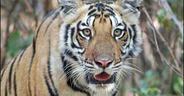 Shooting Tigers - CBS News