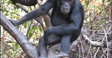 Spear-Hunter Chimpanzees? - CBS News