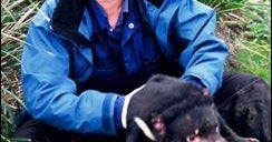 Tasmanian Devils In Danger - CBS News