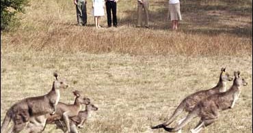 Kangaroo Hunt Has Activists Hopping Mad - CBS News