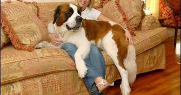 Lost Katrina Dogs Returned To Owner - CBS News