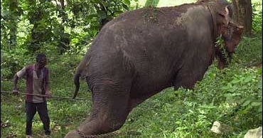 Elephant Rampage In India Kills 8 - CBS News