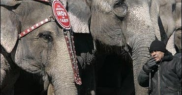 Lawsuit Against Circus Cleared For Trial - CBS News