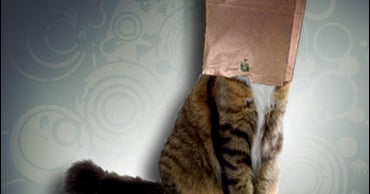 Man Charged With Threatening To Kidnap Cat - CBS News