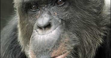 No Chimp Change - CBS News