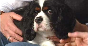 Want To Calm Fido Down? Try Music! - CBS News