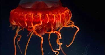 Under The Celebes Sea