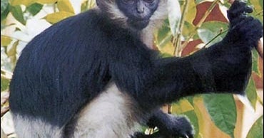 Study: A Third Of Primate Species At Risk - CBS News